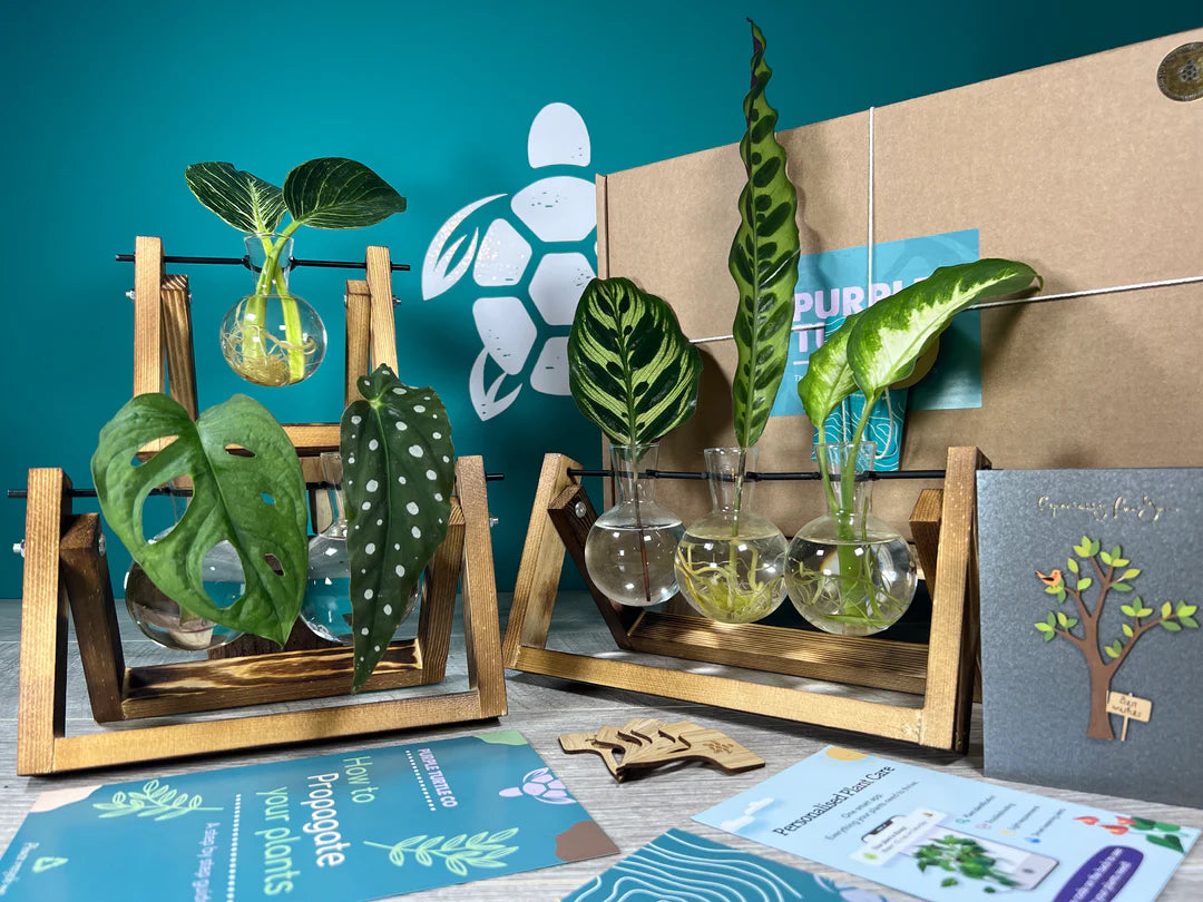 Account – Purple Turtle Co